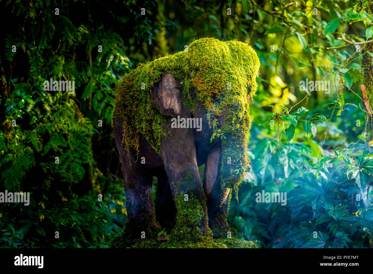 Moss on the elephant statue Stock Photo - Alamy