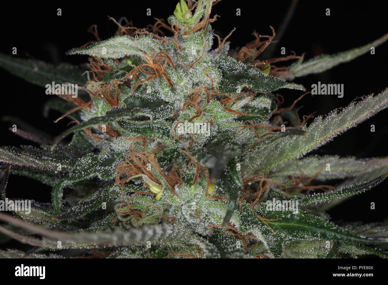 marijuana flower blooming medical cannabis plant Stock Photo - Alamy