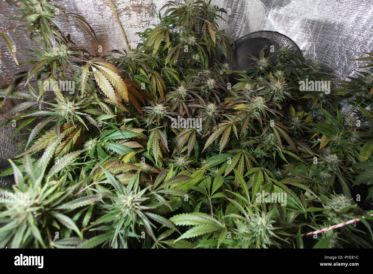 marijuana flower blooming medical cannabis plant Stock Photo - Alamy