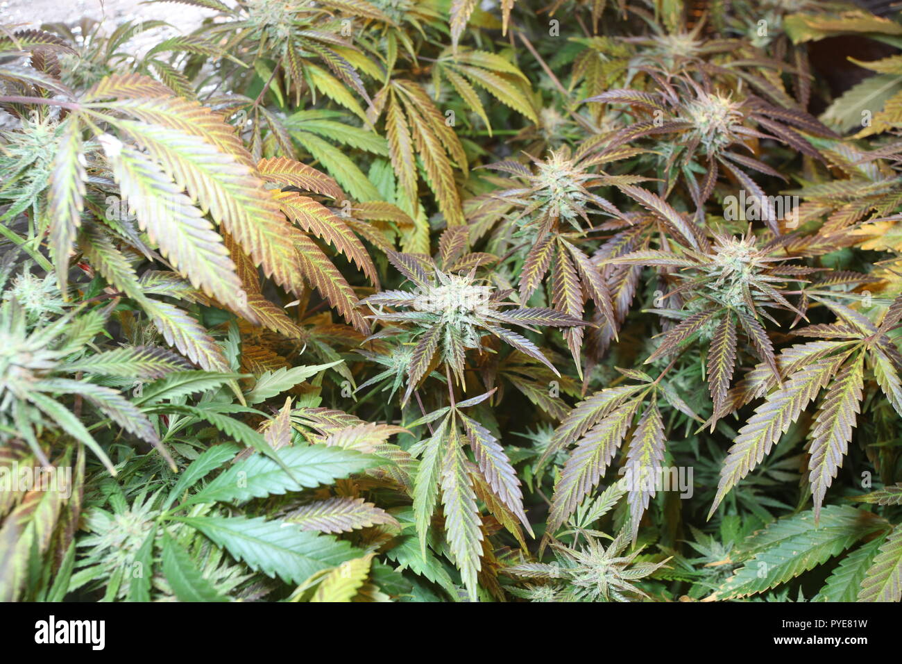 marijuana flower blooming medical cannabis plant Stock Photo - Alamy