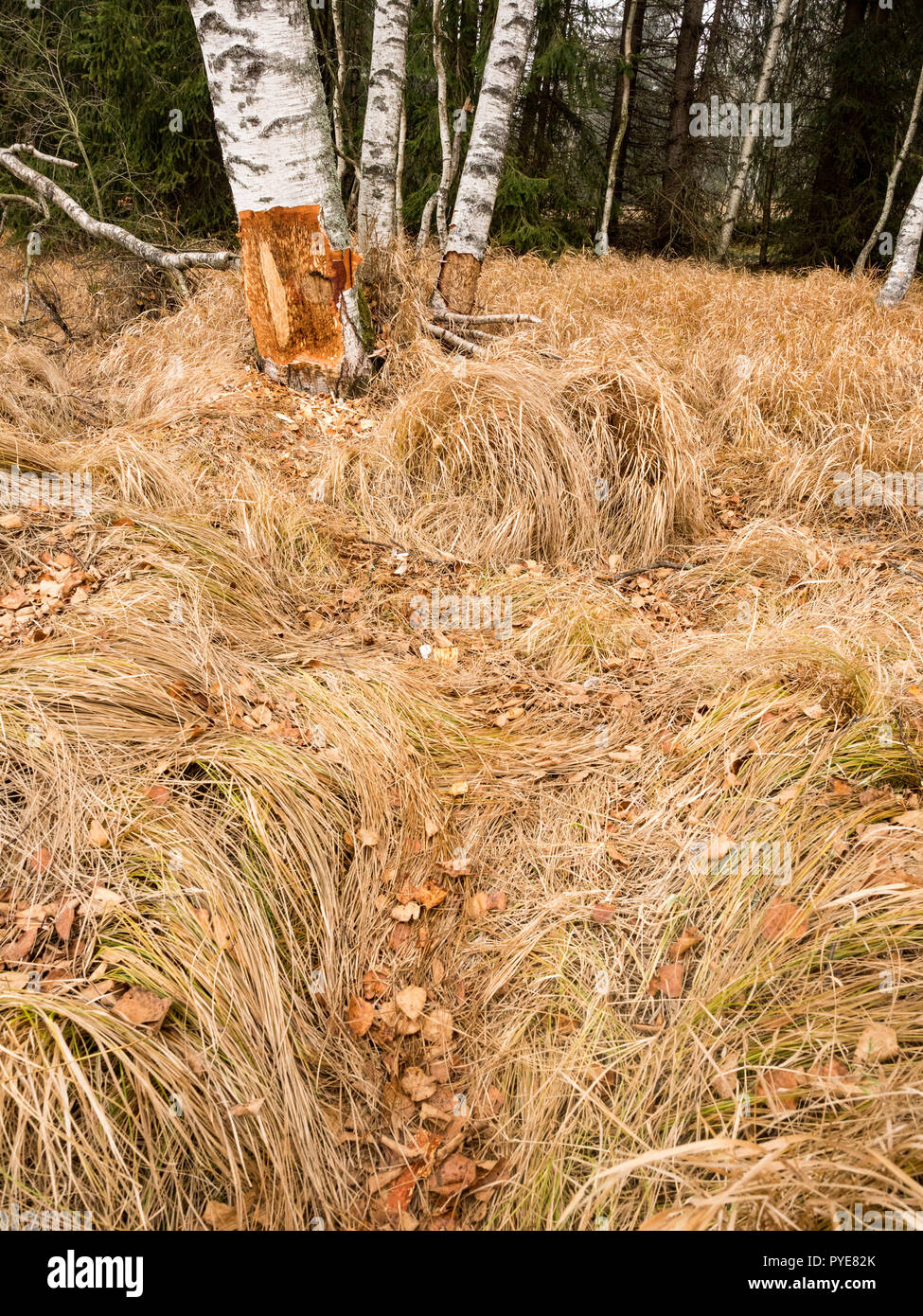 A beaver can chew down a small ann big tree. They will regularly cut ...