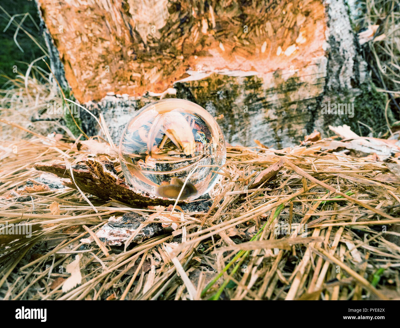 A beaver can chew down a small ann big tree. They will regularly cut ...