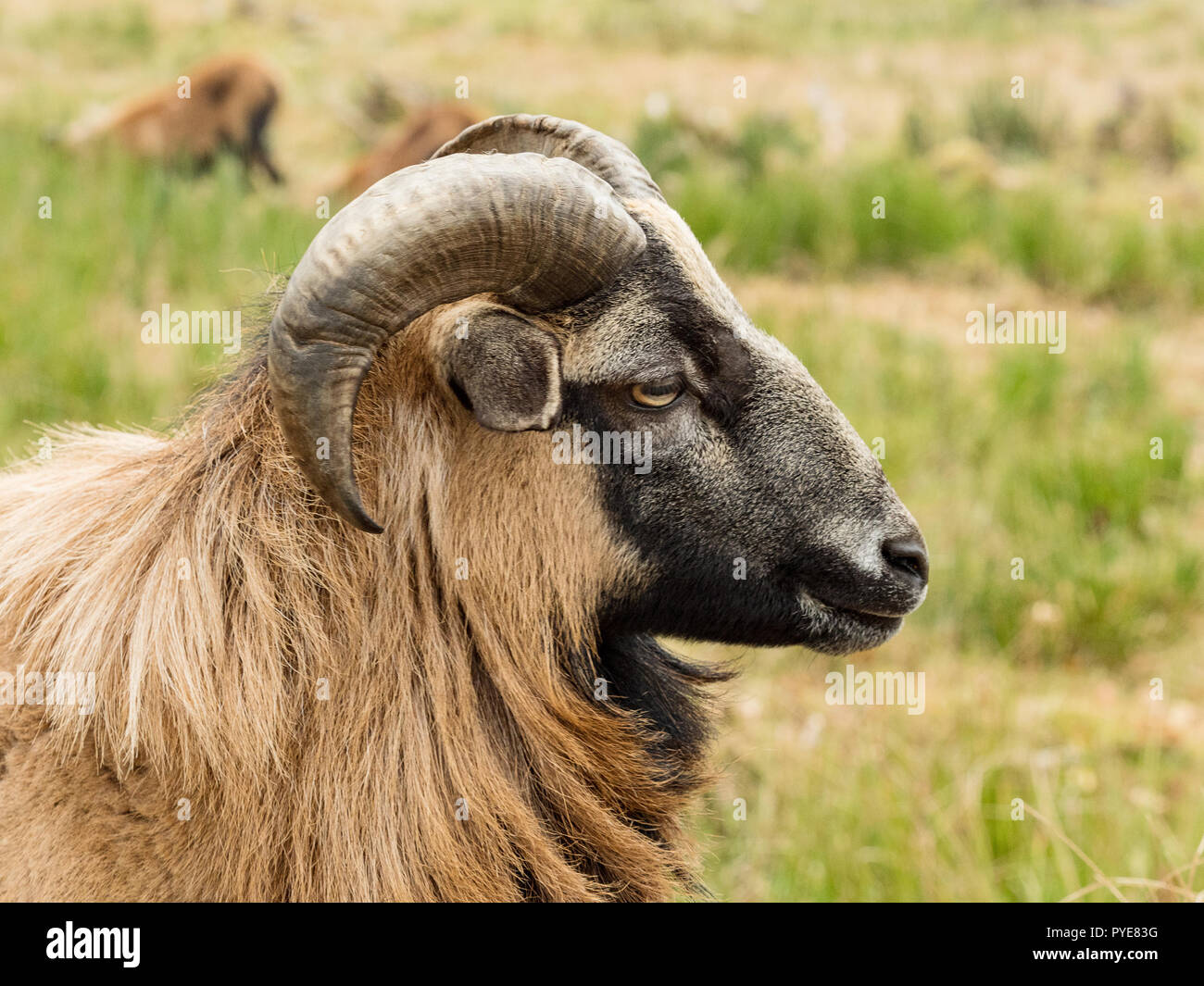 Sheep outdoor hi-res stock photography and images - Alamy