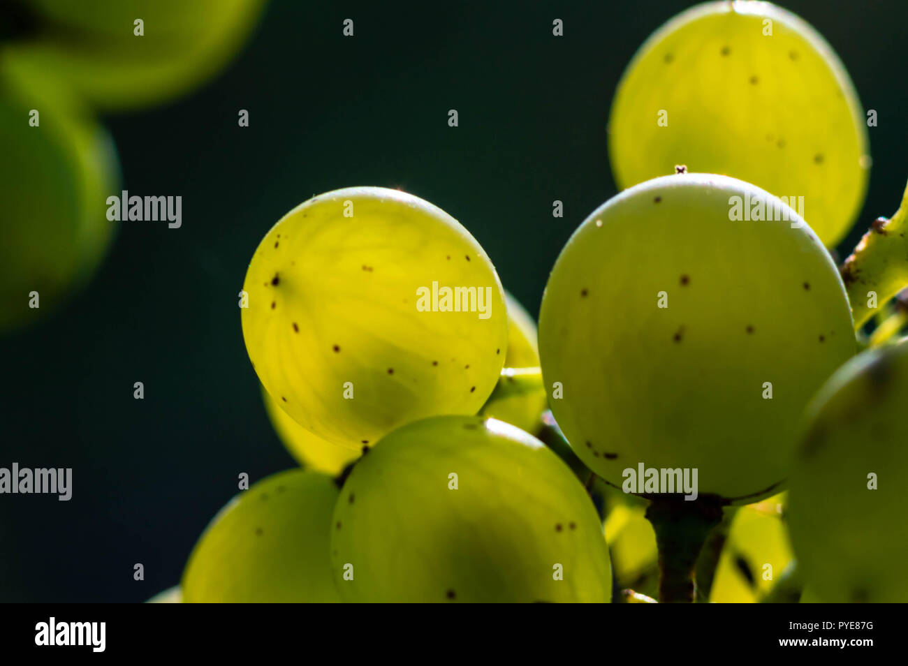 Plant grape wine fresh agriculture field hi-res stock photography and ...