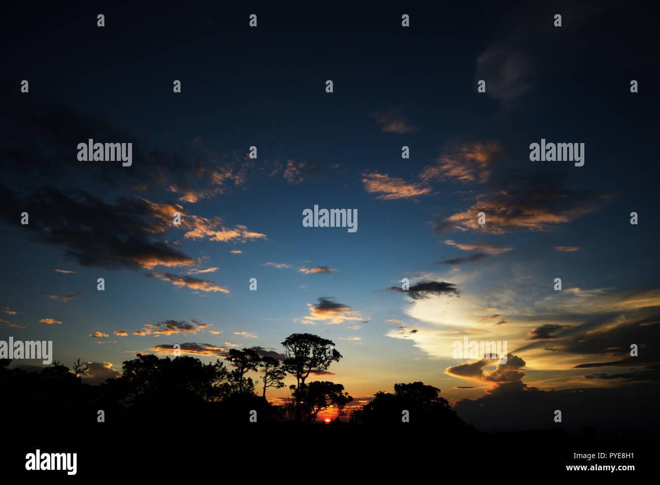 Trees silhouettes at sunset in Brazil Stock Photo - Alamy