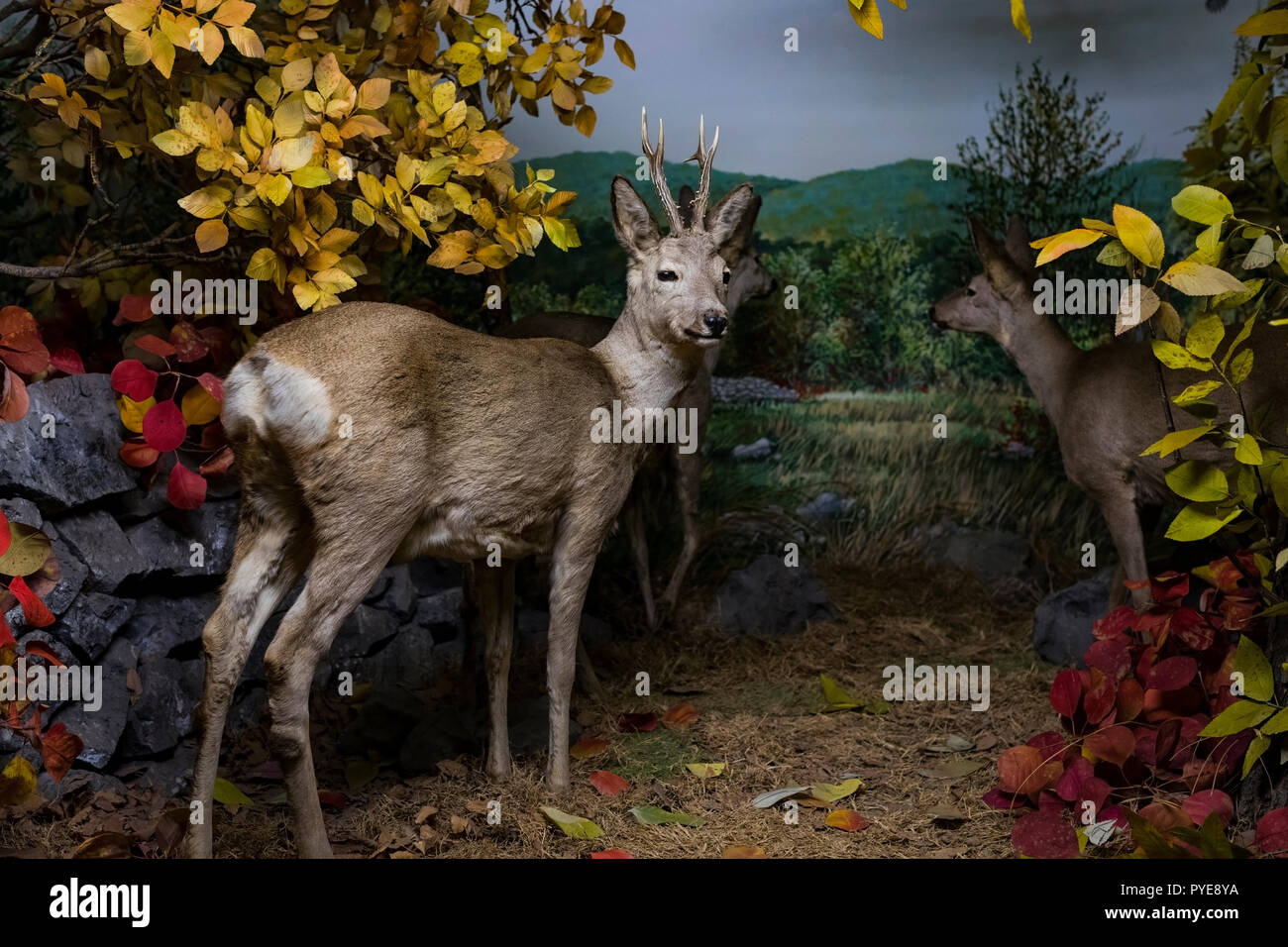 7 JUNE 2018, MILAN, ITALY: Expositions from the animal world placed in ...