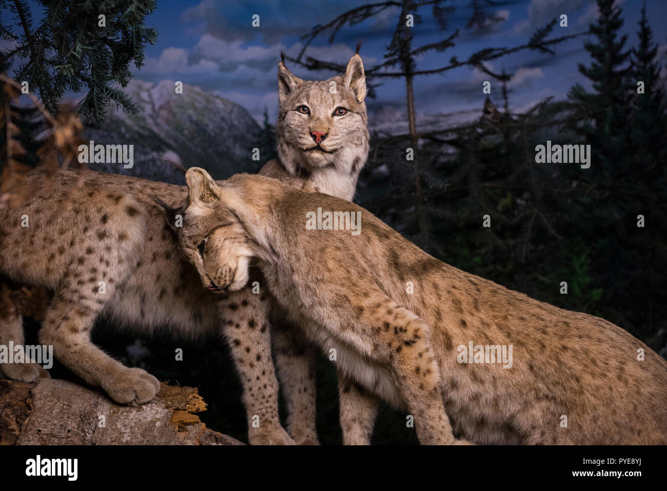 7 JUNE 2018, MILAN, ITALY: Expositions from the animal world placed in ...