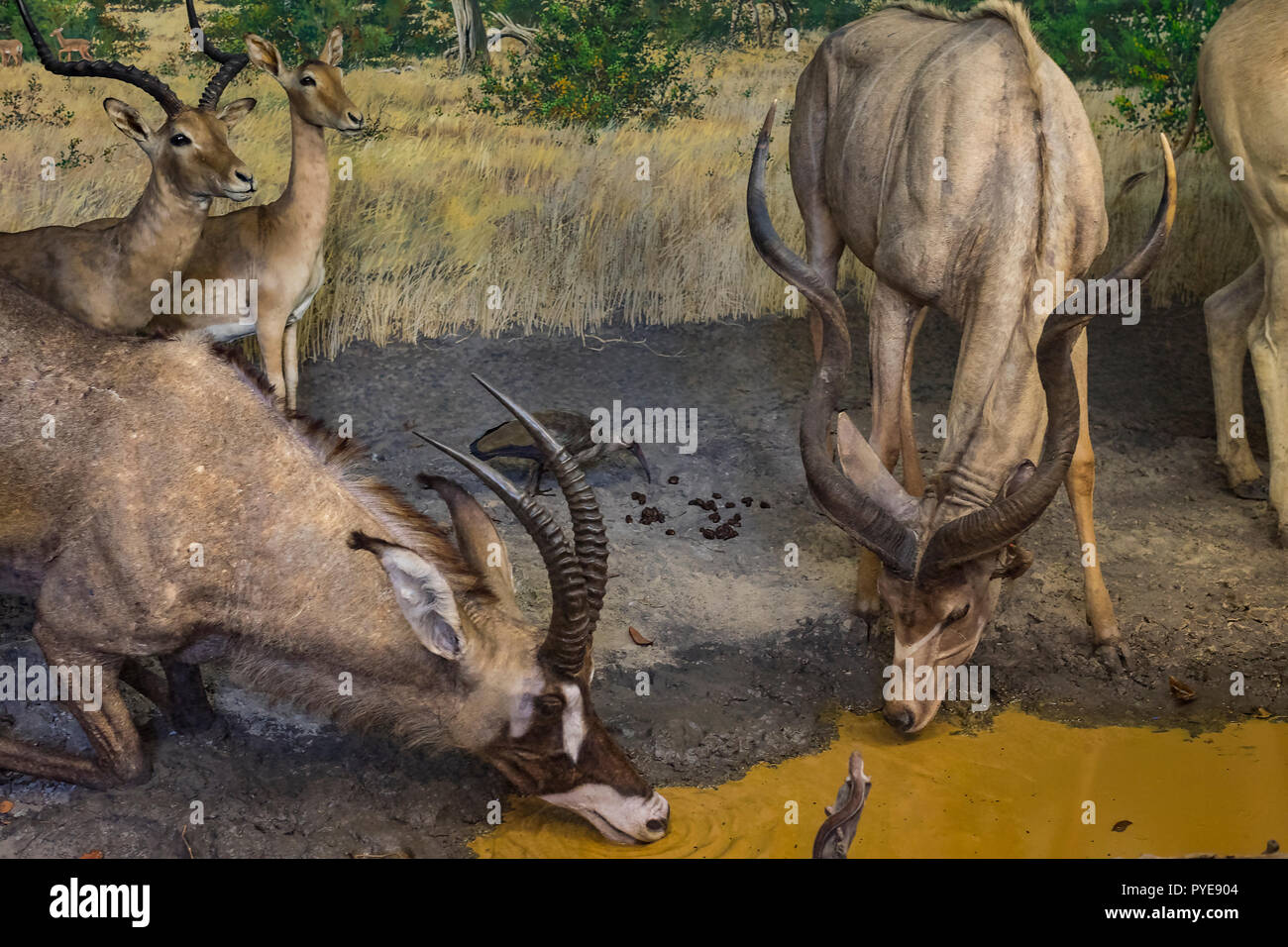 7 JUNE 2018, MILAN, ITALY: Expositions from the animal world placed in ...