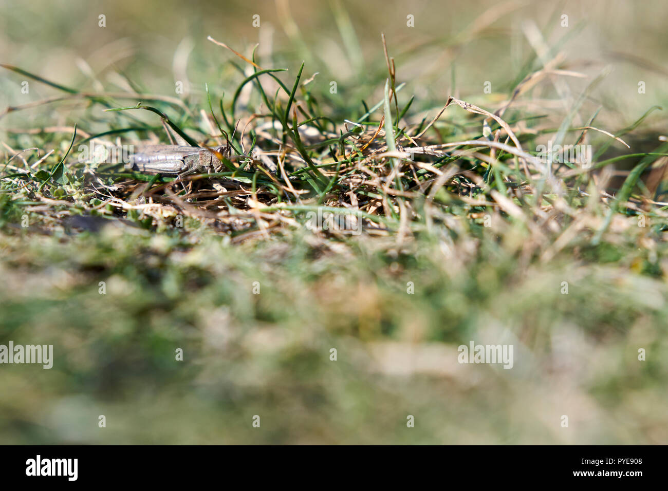 Hidden grasshopper hi-res stock photography and images - Alamy