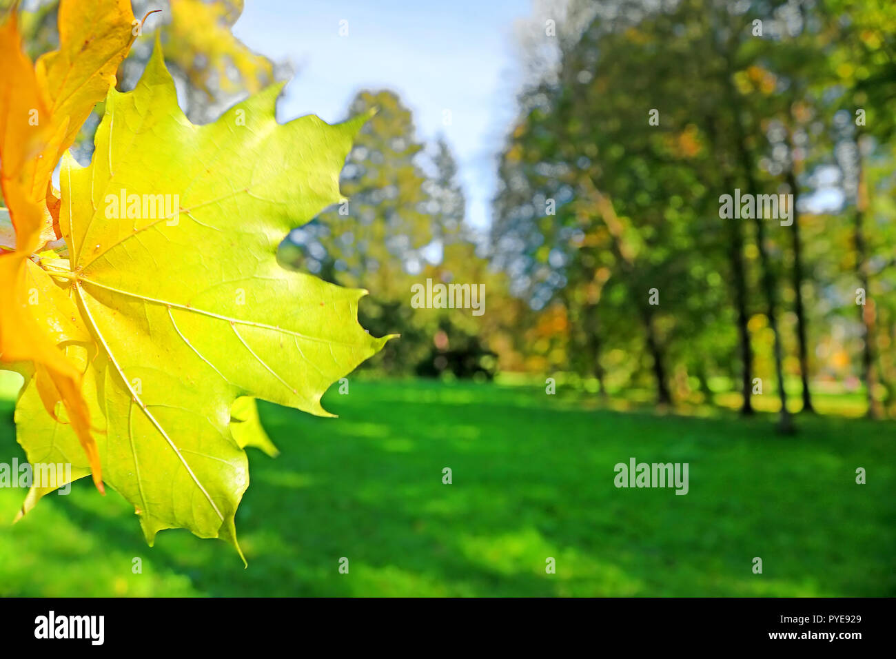 Maple leaves in autumn park "Oleksandriya" in Bila Tserkva, Ukraine ...