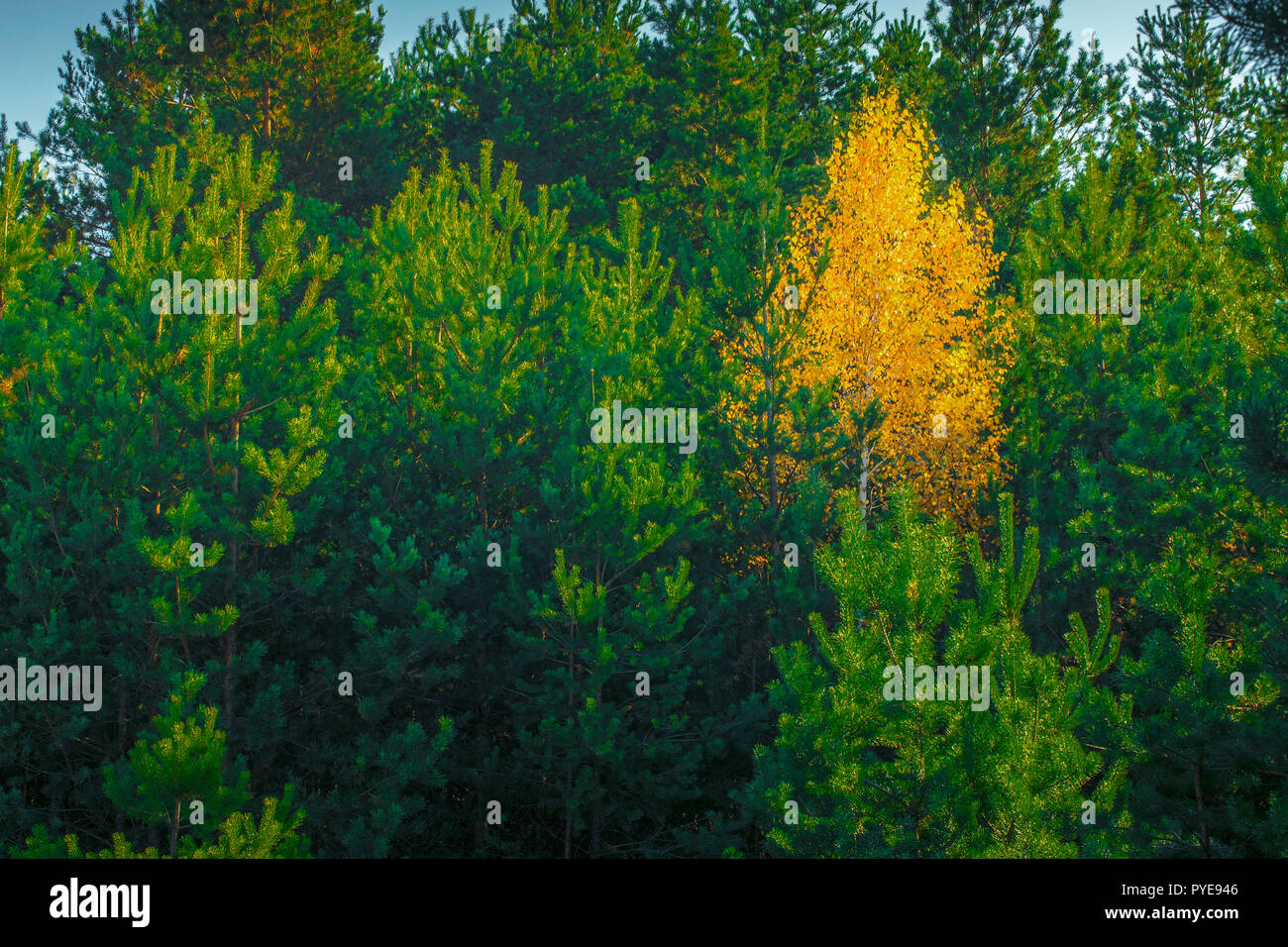 Yellow Autumn Leaves of Tree Among Forest Stock Photo - Alamy