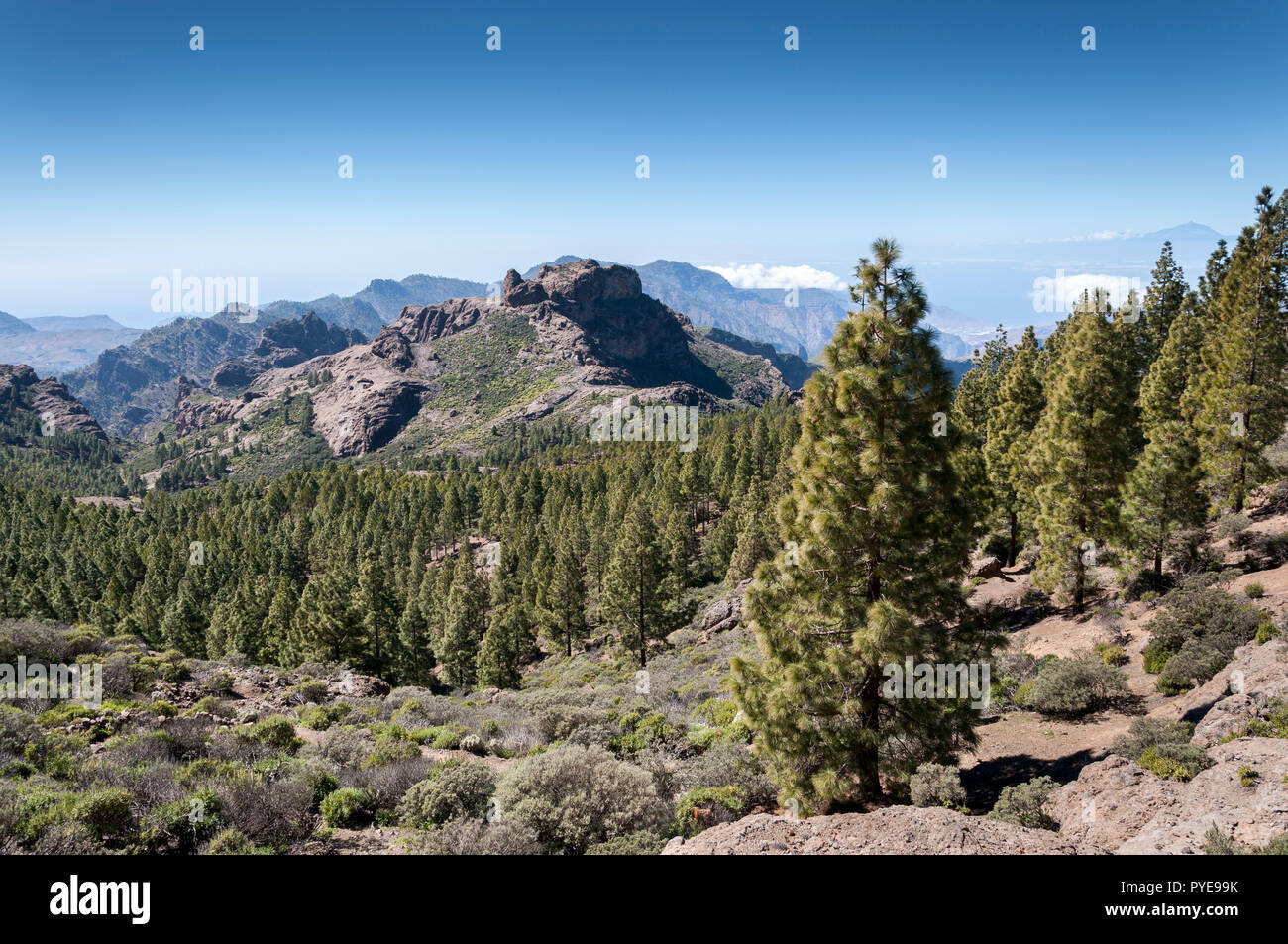 Canary Island pine forest, Pinus canariensis, in Nublo Rural Park, in ...