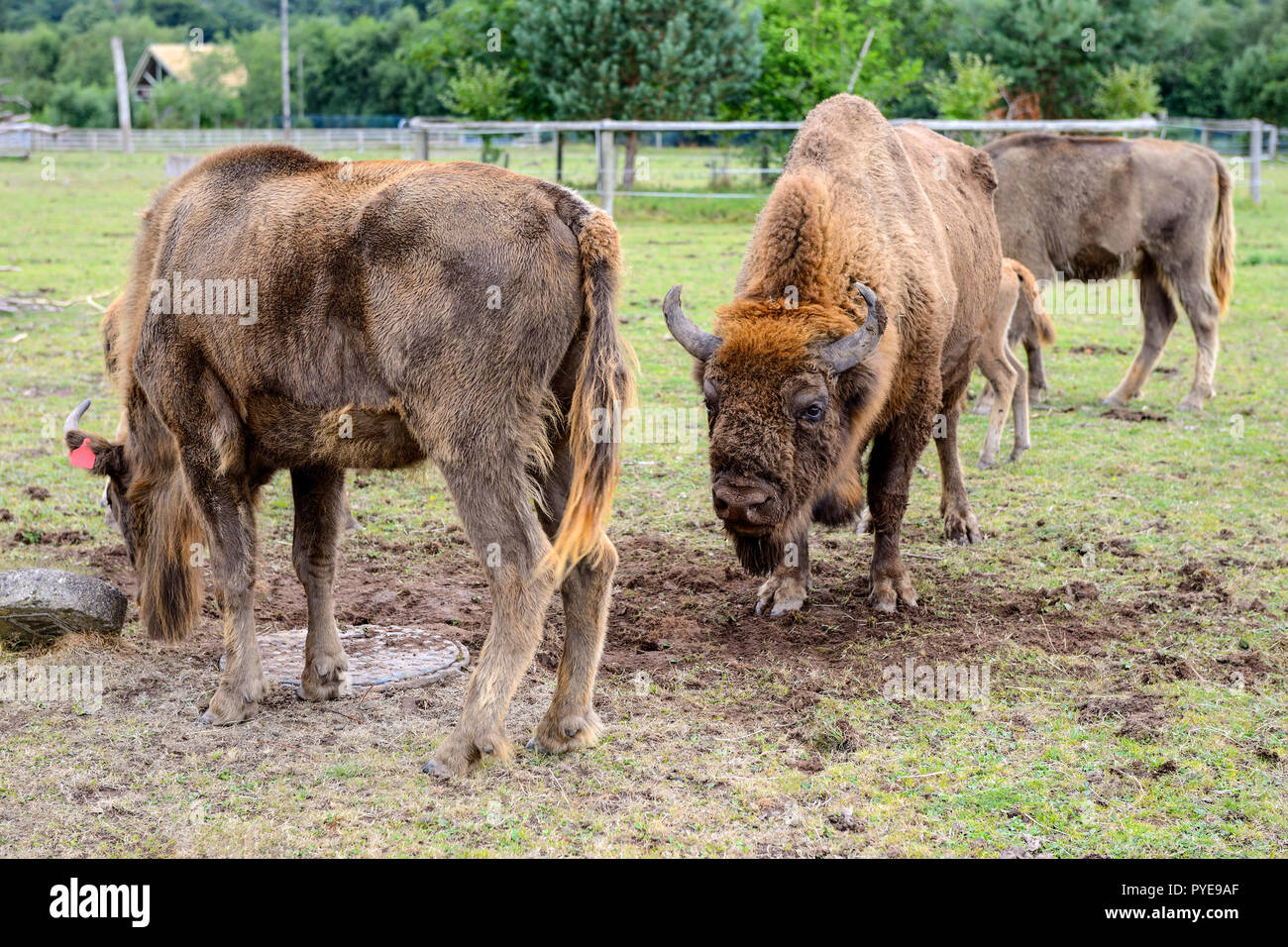 European Bison at Fota Wildlife Park near Cobh, County Cork, Republic ...