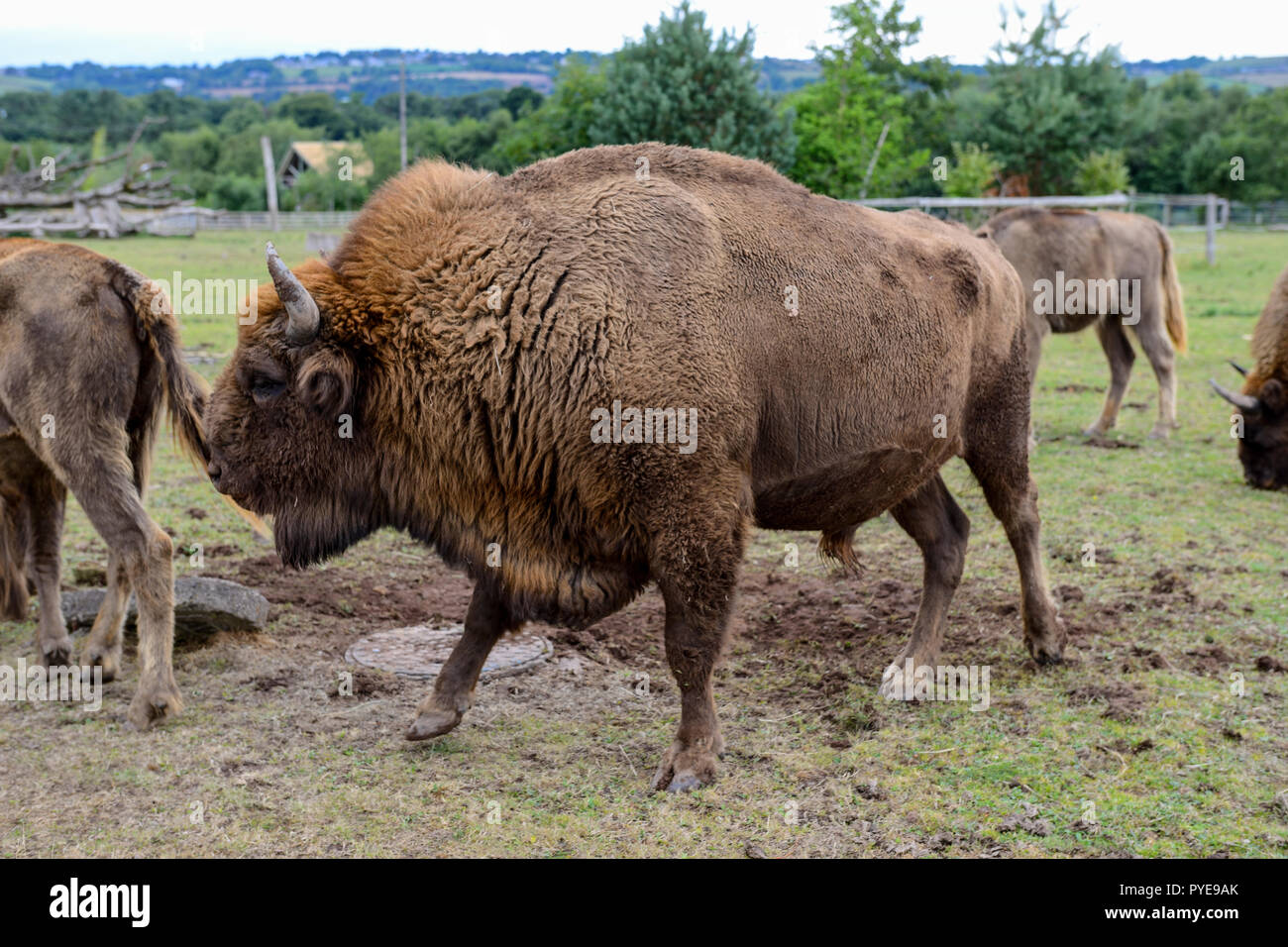Large bull European Bison at Fota Wildlife Park near Cobh, County Cork ...