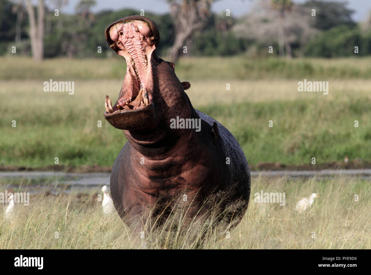 Bull hippos fighting hi-res stock photography and images - Alamy