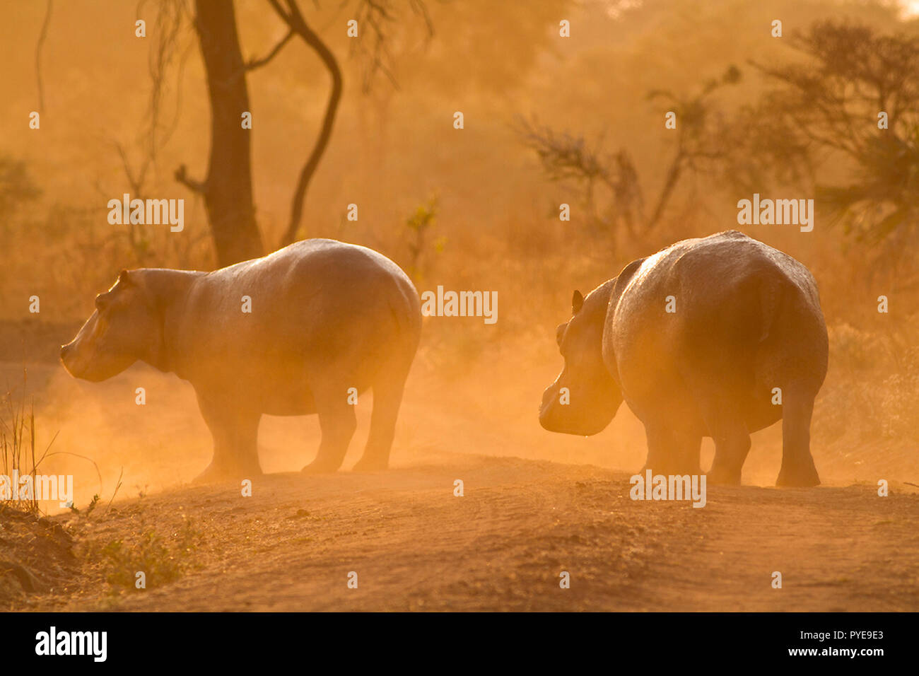 Hippos return to the pool at Ikuu in the mists and dust of an early ...