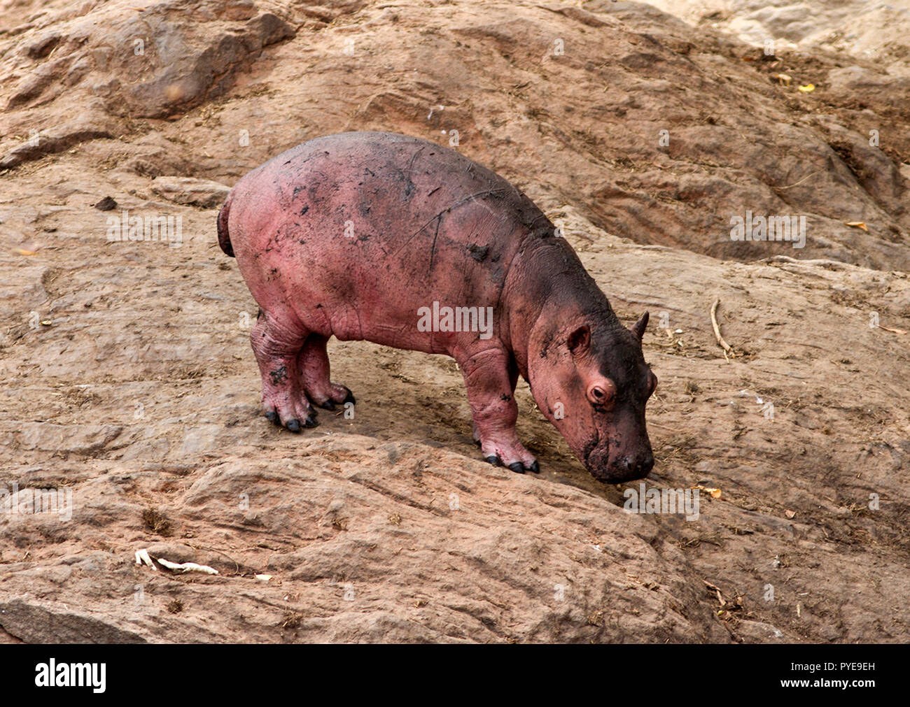 A very young hippo calf leaves the throng at the Sitaliki Pools to ...