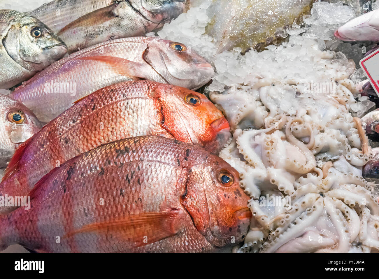 Alfonsino fish hi-res stock photography and images - Alamy