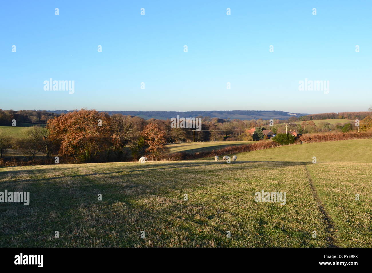 A crisp winter's day at Ide Hill and Scords wood, Kent, England, UK ...