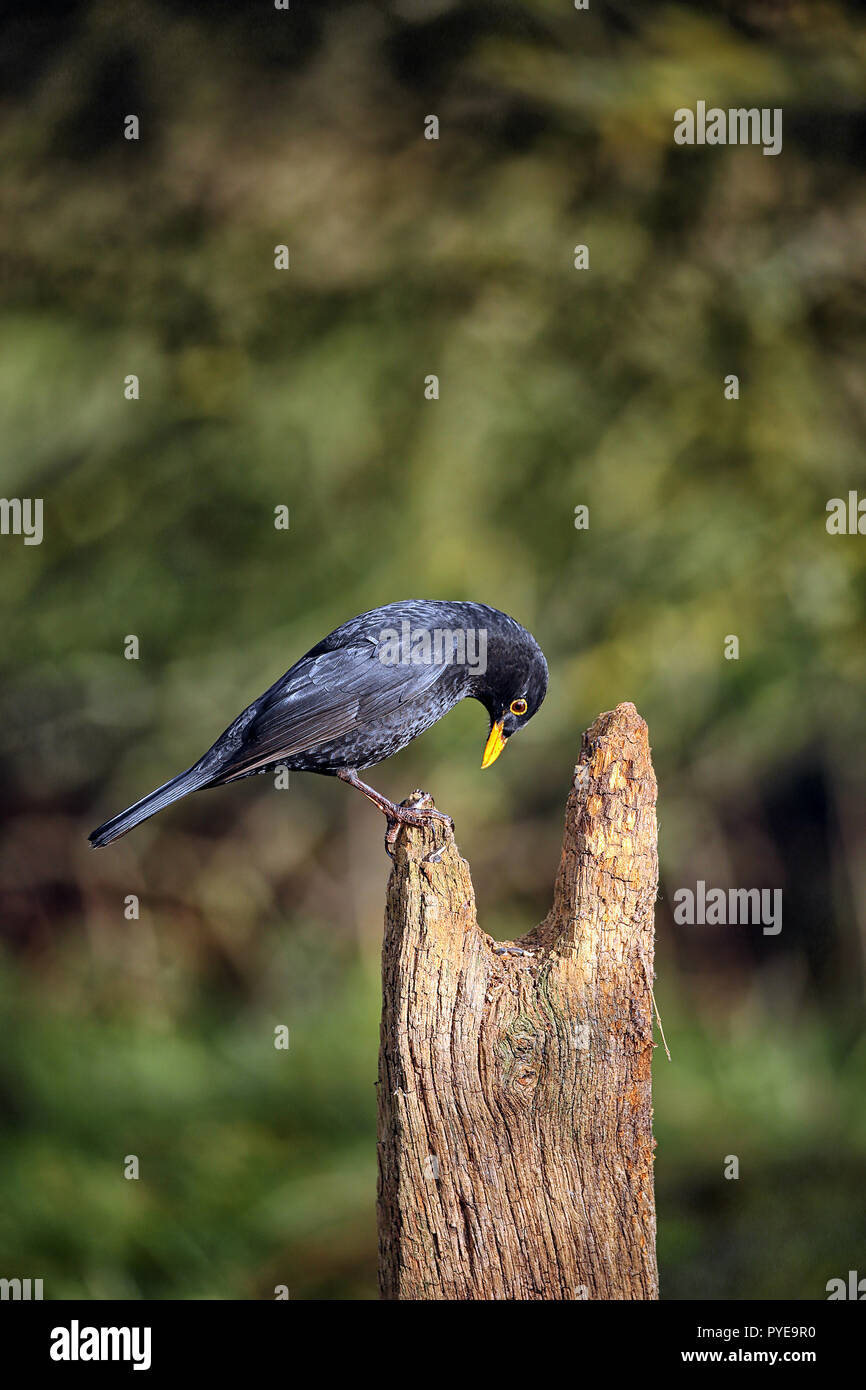 Blackbird (Turdus merula) is a species of true thrush. It is also ...