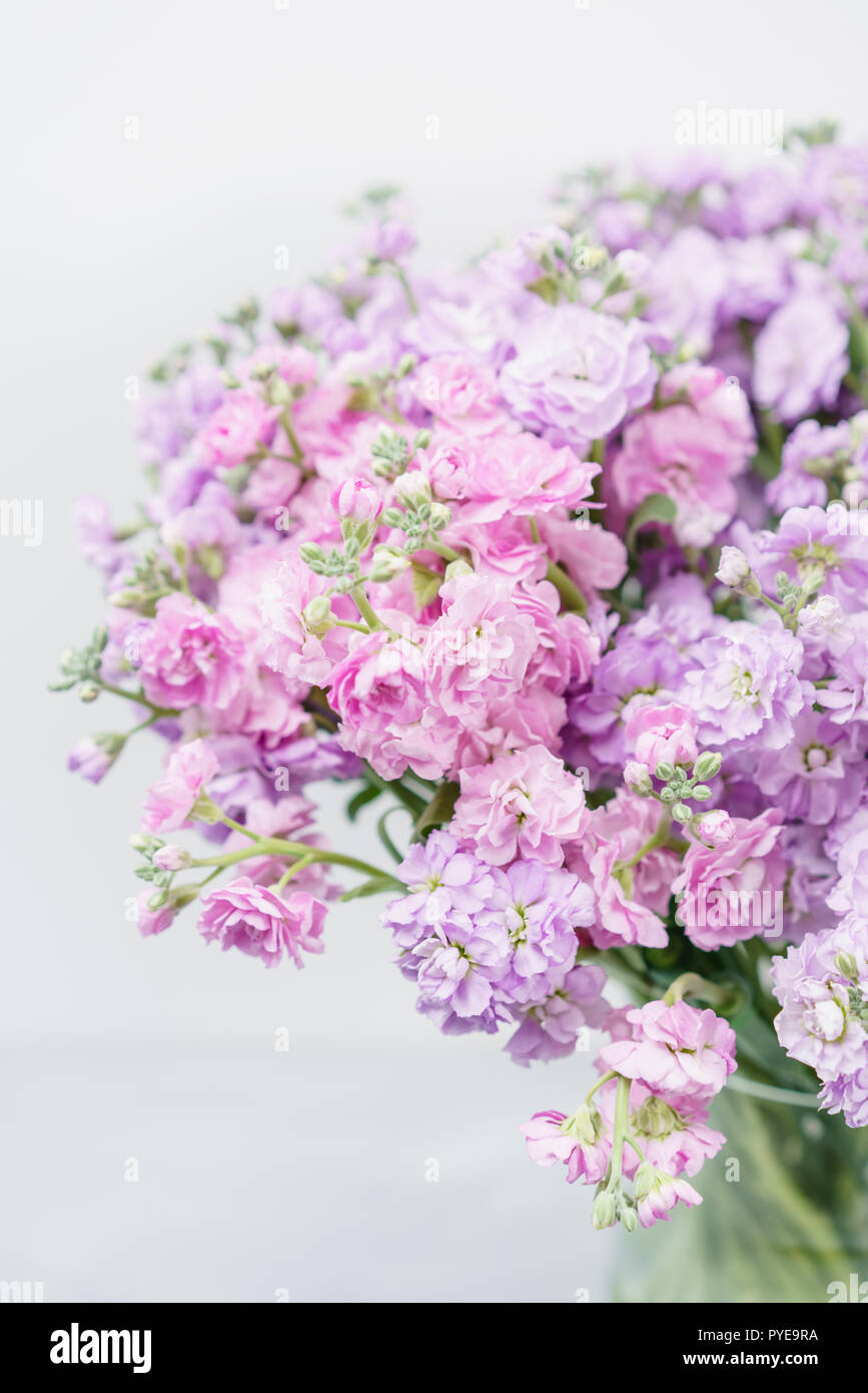 Bouquet of Beautiful lilac color gillyflower, levkoy or matthiola ...