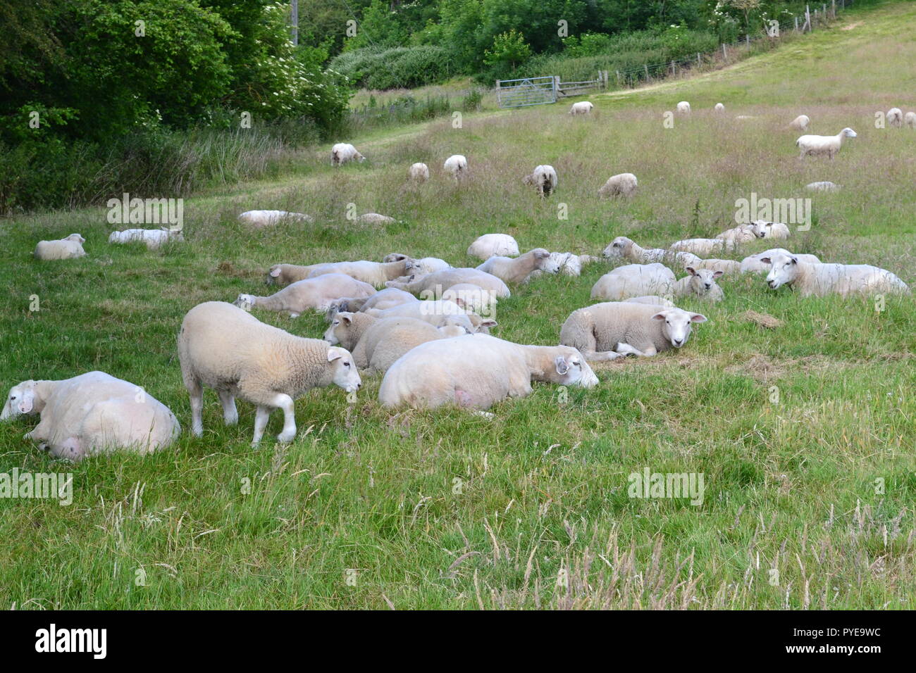 Sheep grazing at Ide Hill, Kent, England, UK Stock Photo - Alamy
