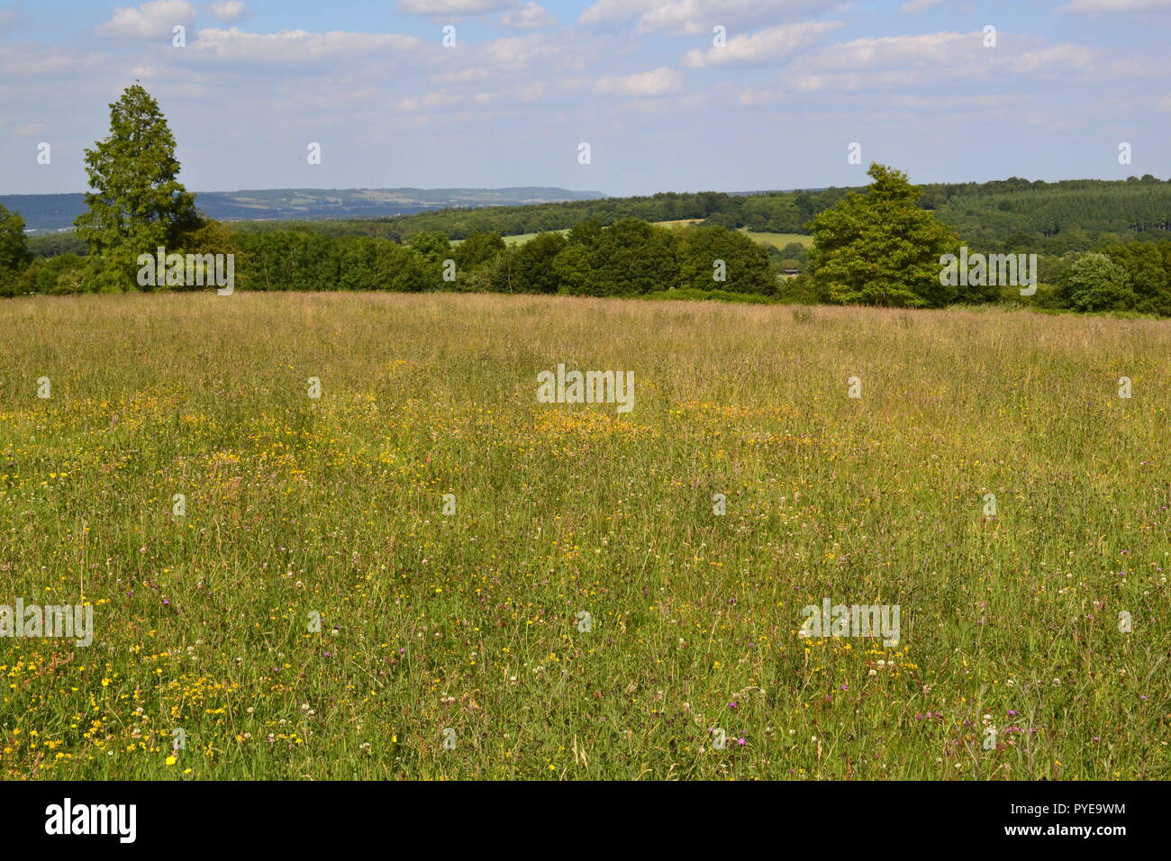 A wildflower meadow by Emmetts Garden, Ide Hill, Sevenoaks, Kent.View ...