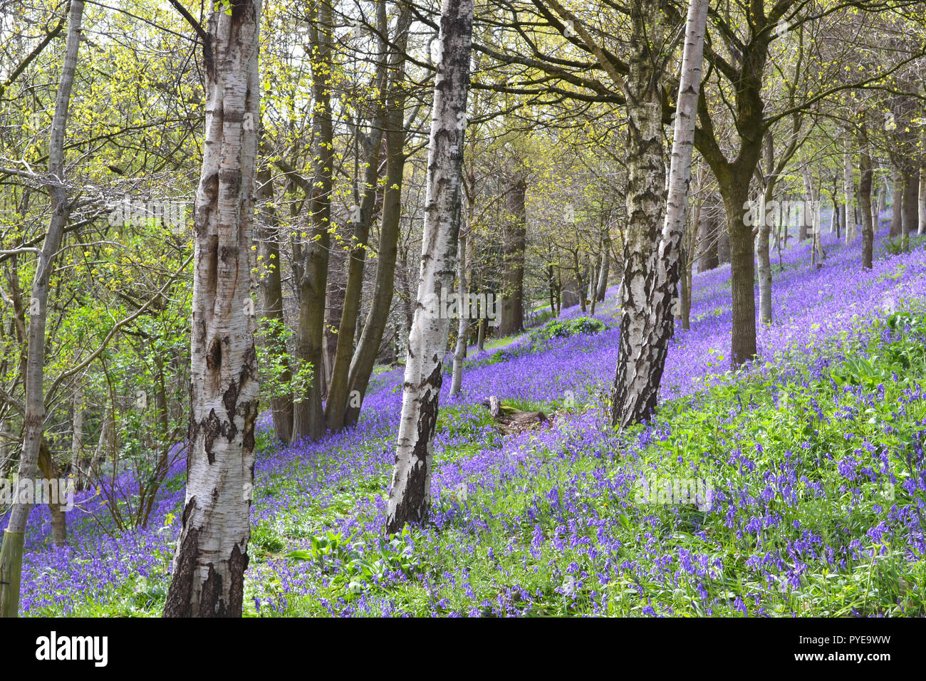 Bluebell hill kent hi-res stock photography and images - Alamy