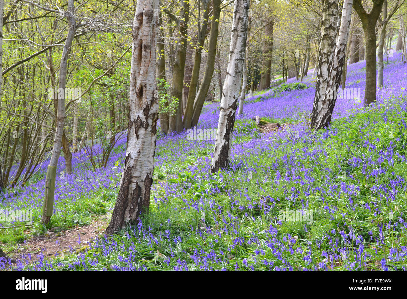 Bluebell hill kent hi-res stock photography and images - Alamy