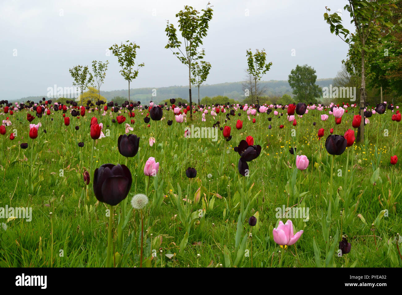 Tulips at Emmetts Garden, near Sevenoaks, early spring. The garden is ...