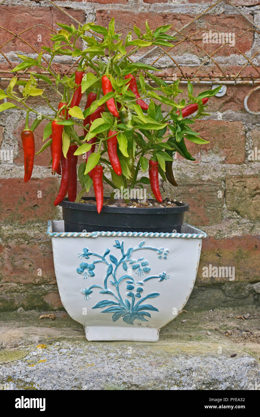 Growing chillies hi-res stock photography and images - Alamy