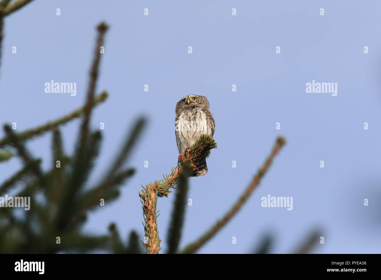 Eurasian pygmy owl-Swabian Jura,Swabian Alps,Baden-Württemberg, Germany ...