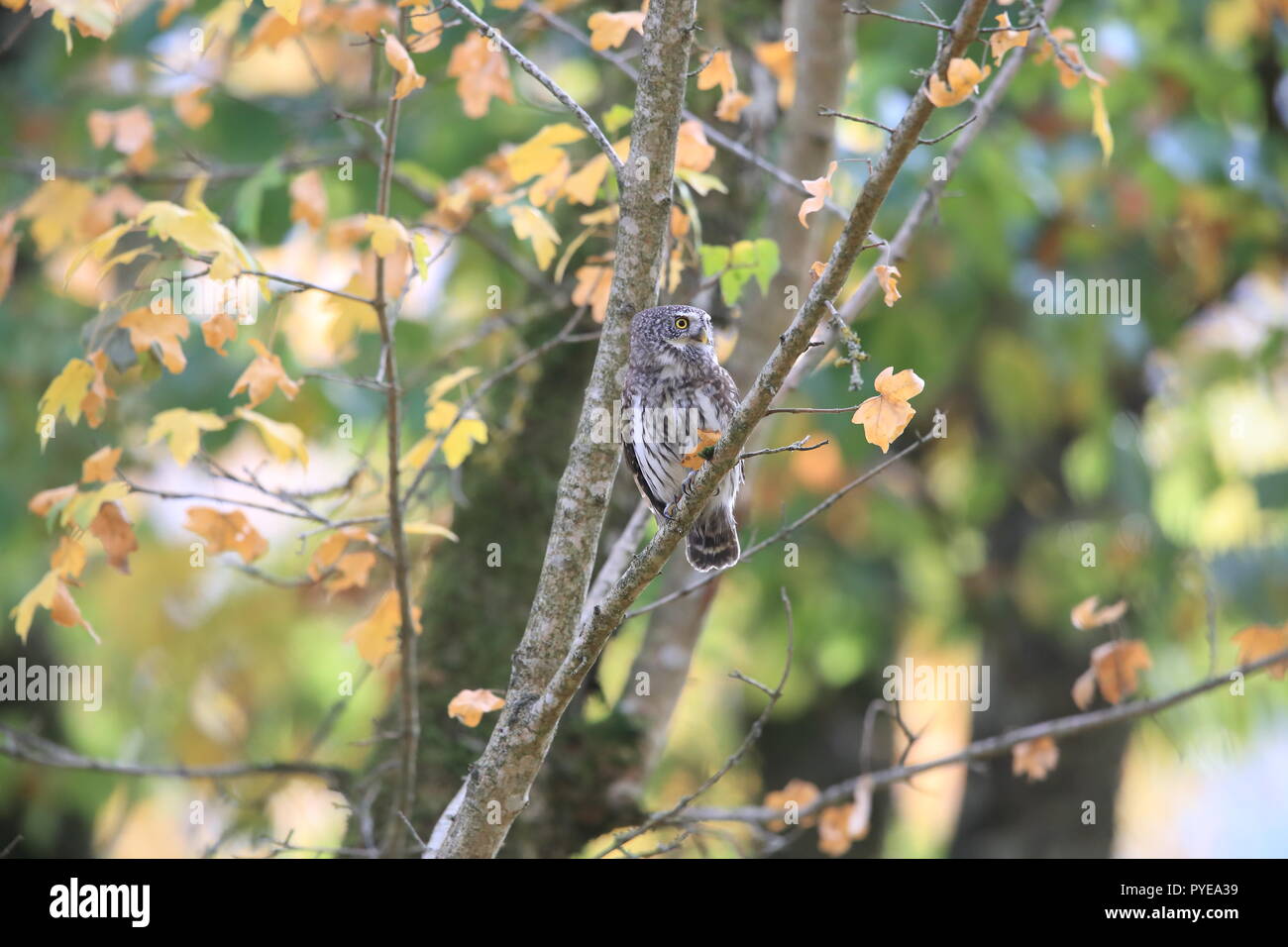 Eurasian pygmy owl-Swabian Jura,Swabian Alps,Baden-Württemberg, Germany ...