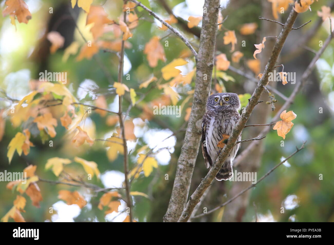 Eurasian pygmy owl-Swabian Jura,Swabian Alps,Baden-Württemberg, Germany ...