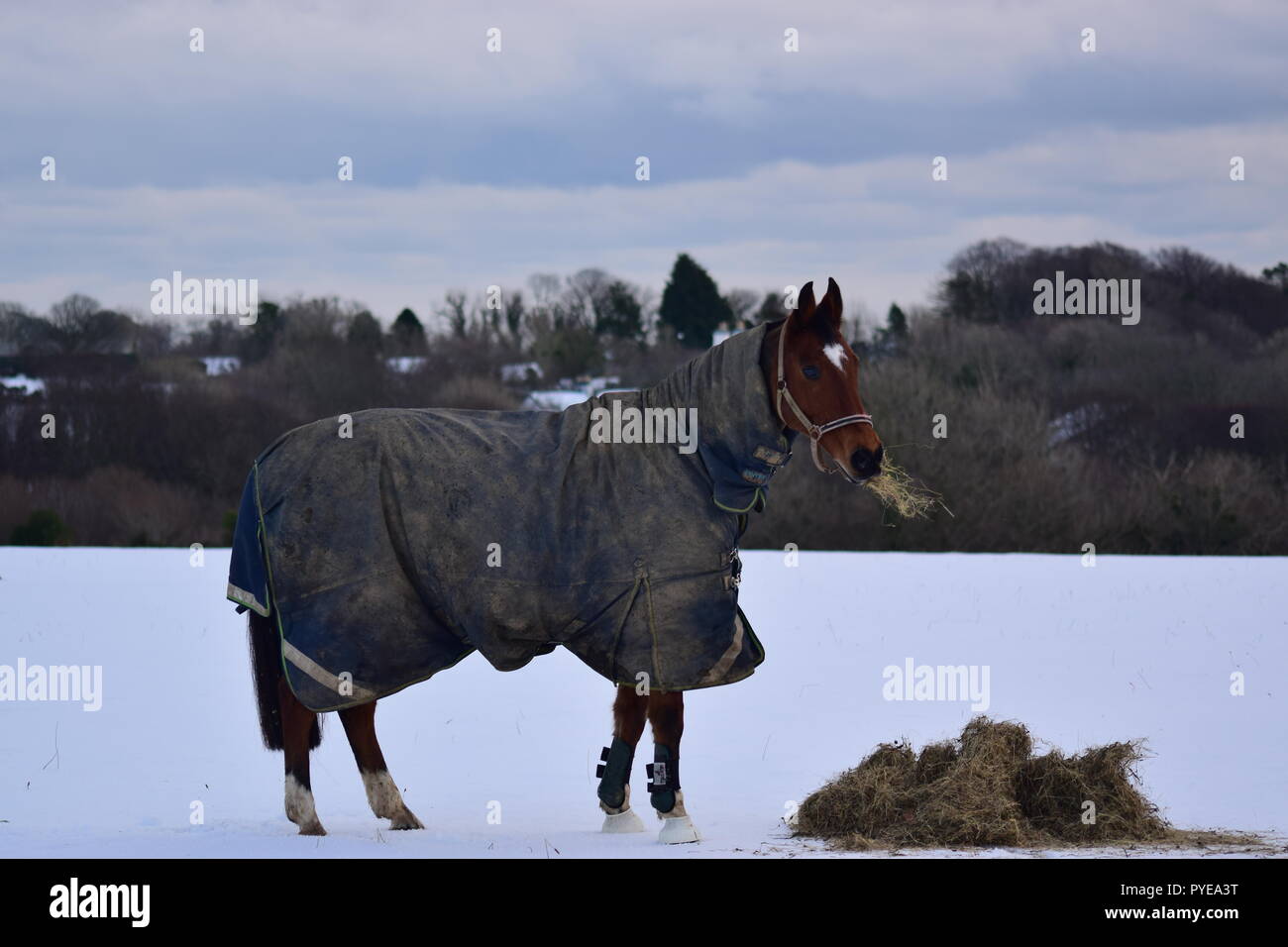 Rugged horse hi-res stock photography and images - Alamy