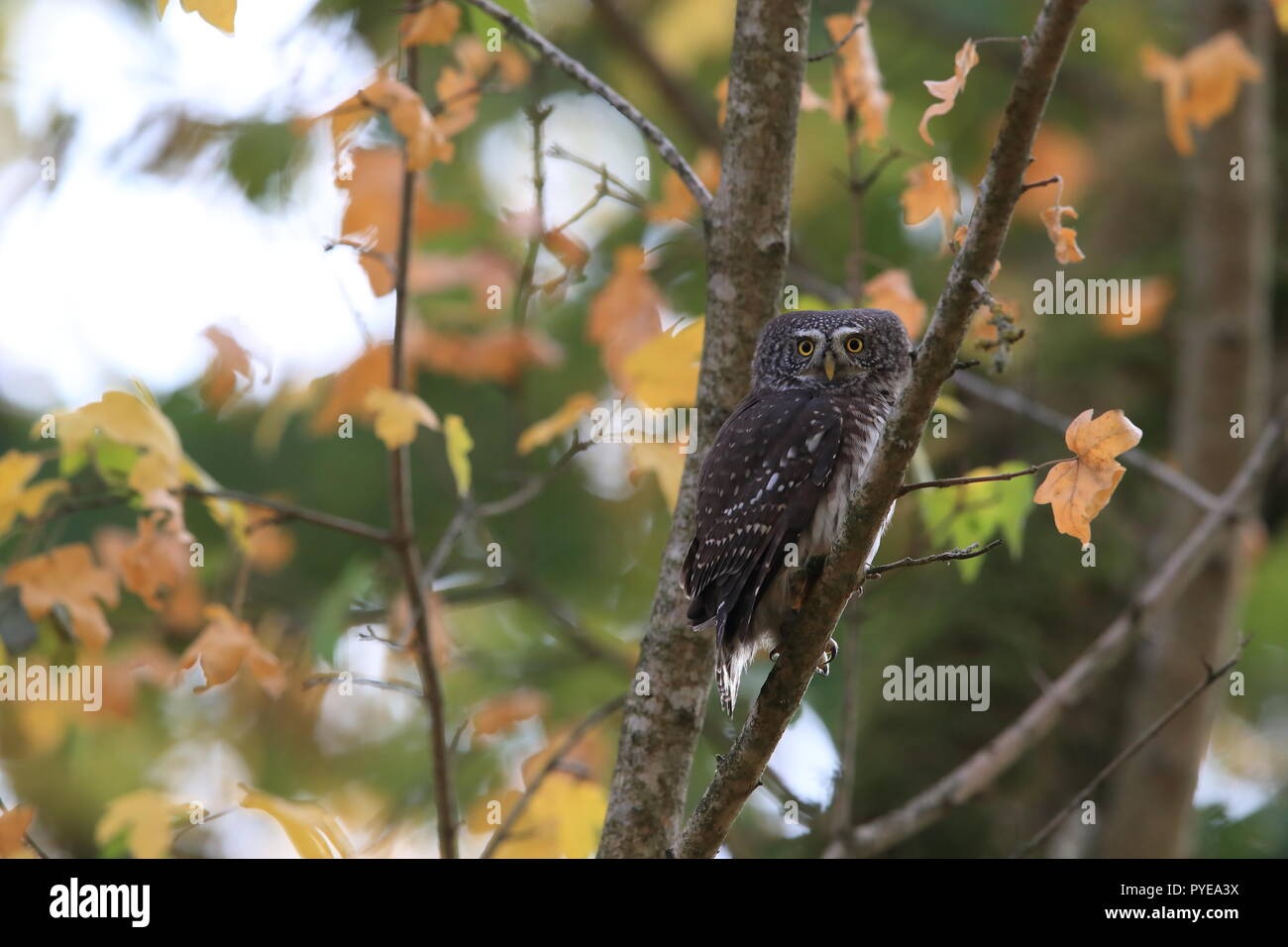 Eurasian pygmy owl-Swabian Jura,Swabian Alps,Baden-Württemberg, Germany ...