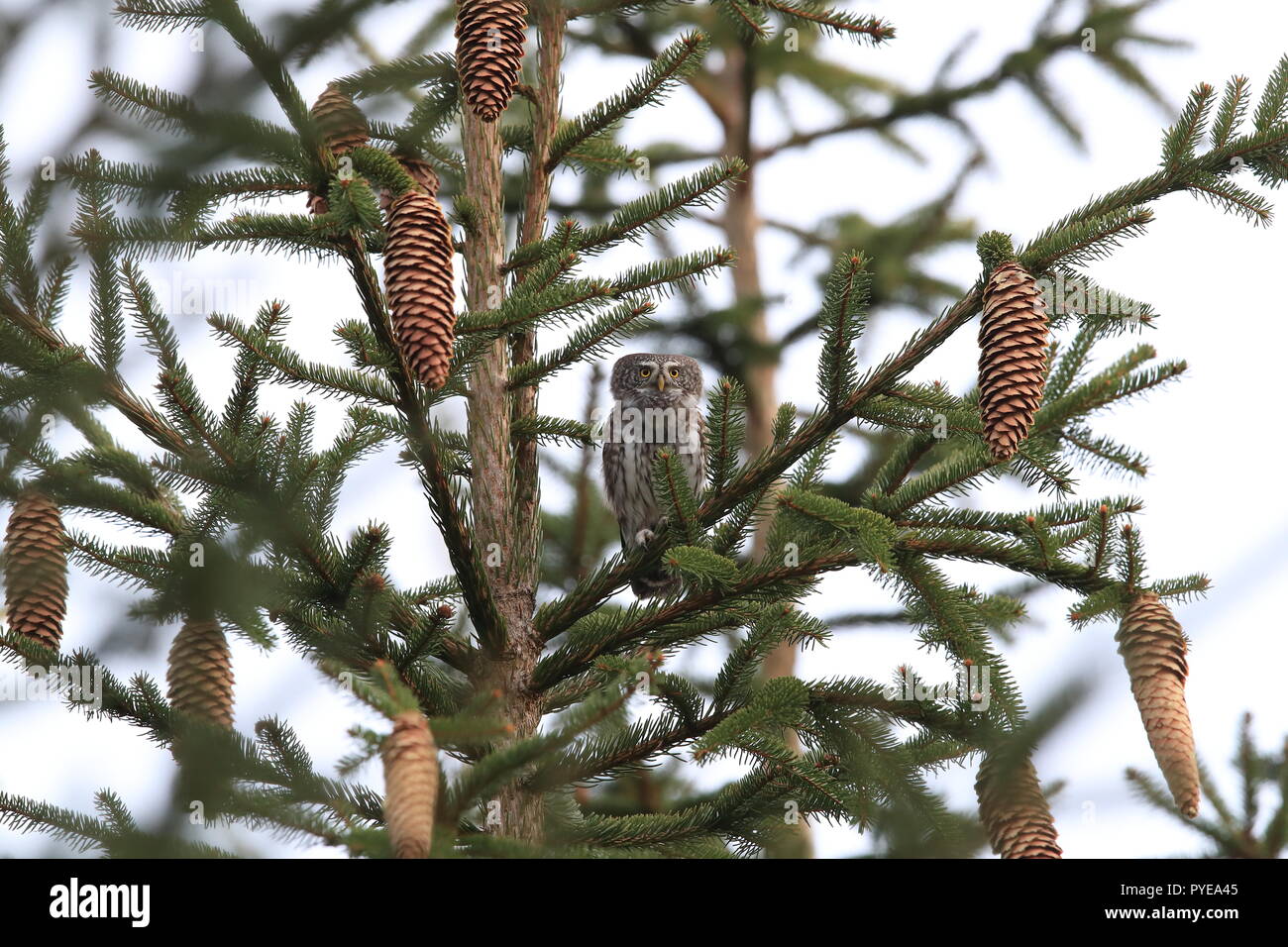 Eurasian pygmy owl-Swabian Jura,Swabian Alps,Baden-Württemberg, Germany ...