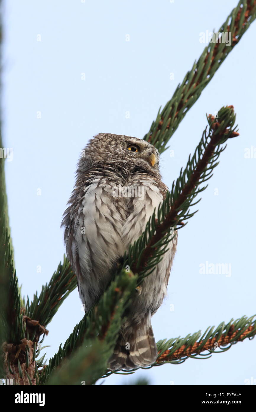 Northern pygmy owl hunt hi-res stock photography and images - Alamy