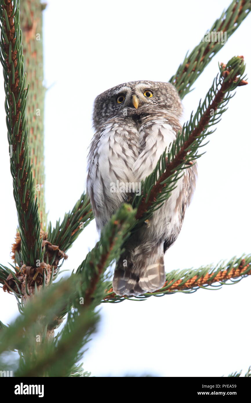 Eurasian pygmy owl-Swabian Jura,Swabian Alps,Baden-Württemberg, Germany ...