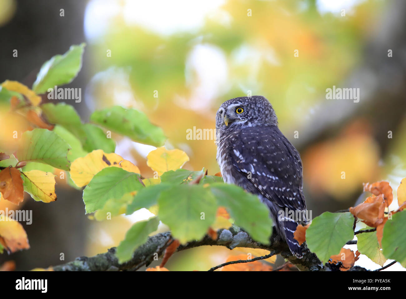 Northern pygmy owl hunt hi-res stock photography and images - Alamy