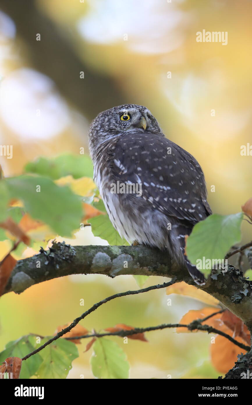 Eurasian pygmy owl-Swabian Jura,Swabian Alps,Baden-Württemberg, Germany ...