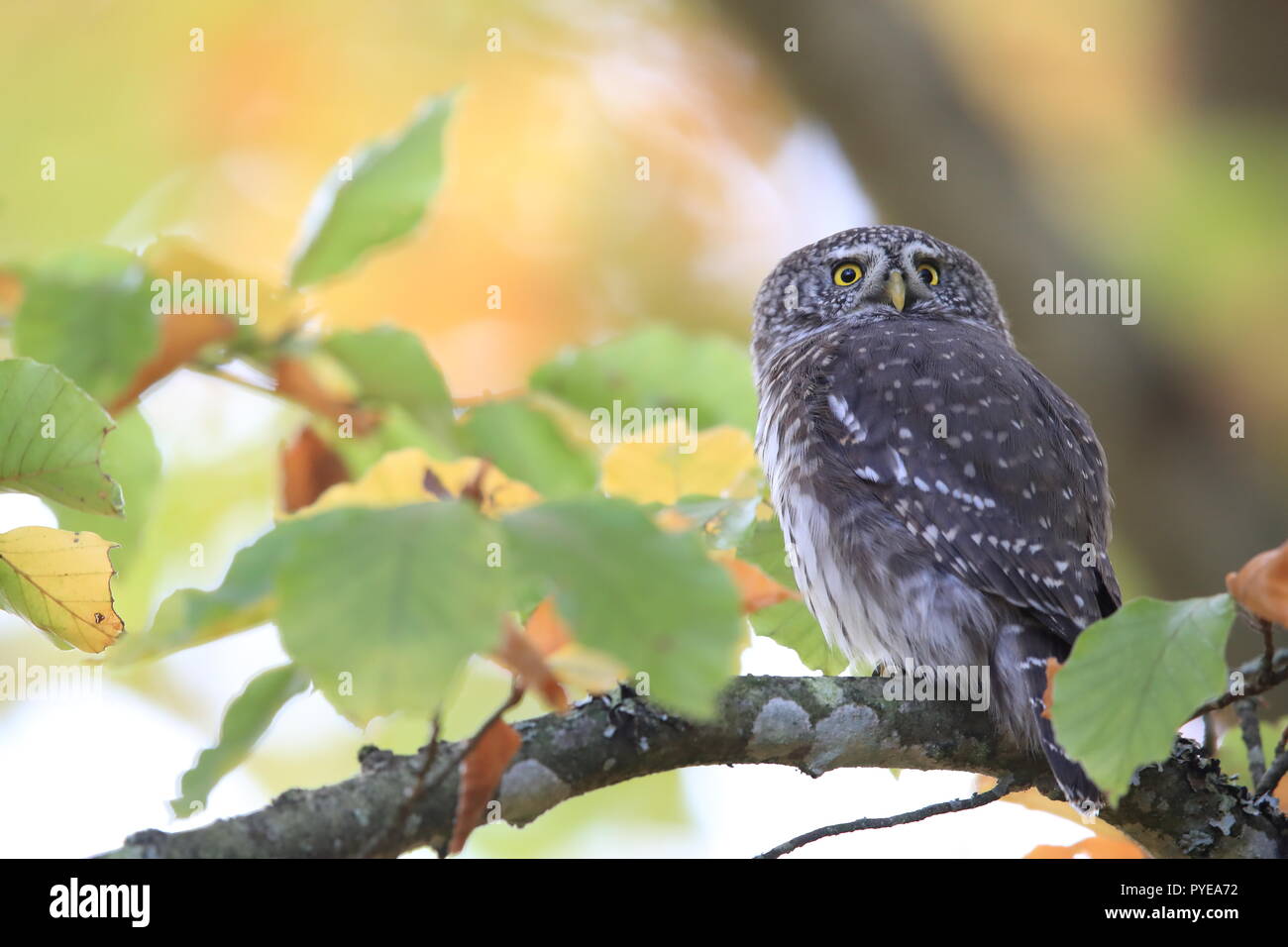 Eurasian pygmy owl-Swabian Jura,Swabian Alps,Baden-Württemberg, Germany ...