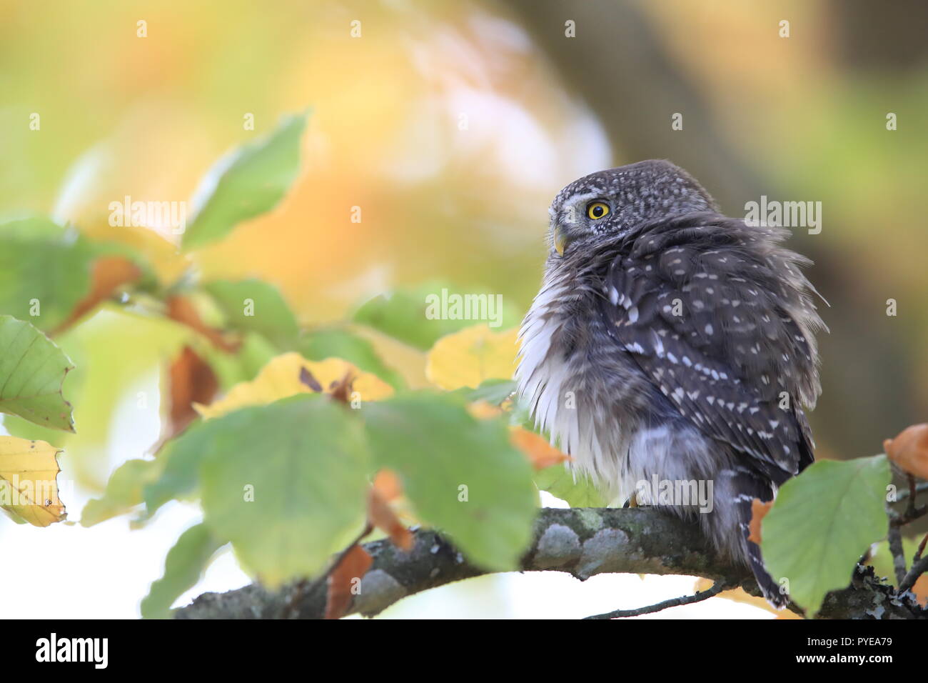 Northern pygmy owl hunt hi-res stock photography and images - Alamy