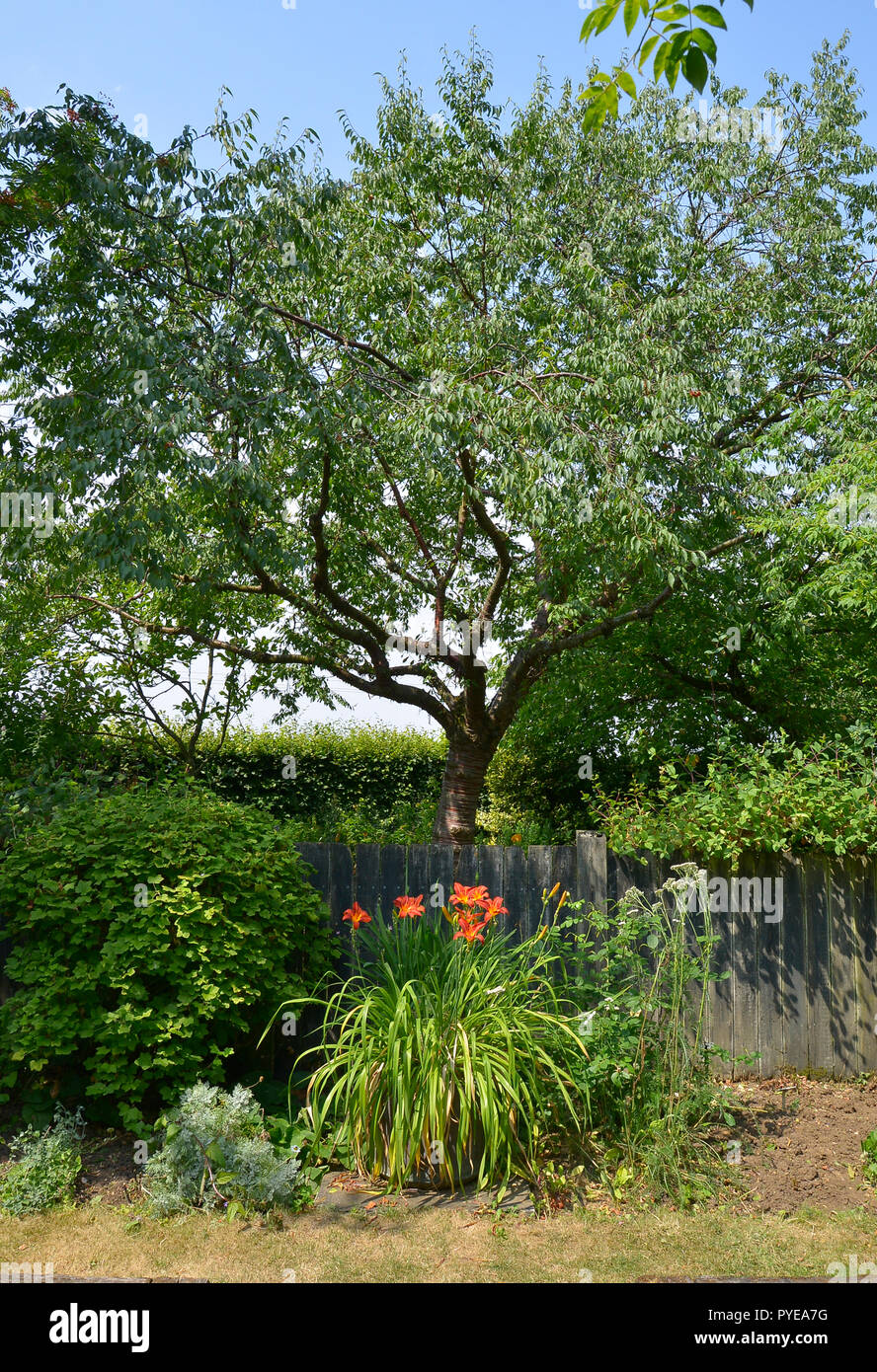 A flower border under a tree with colourful flowering daylillies Stock ...