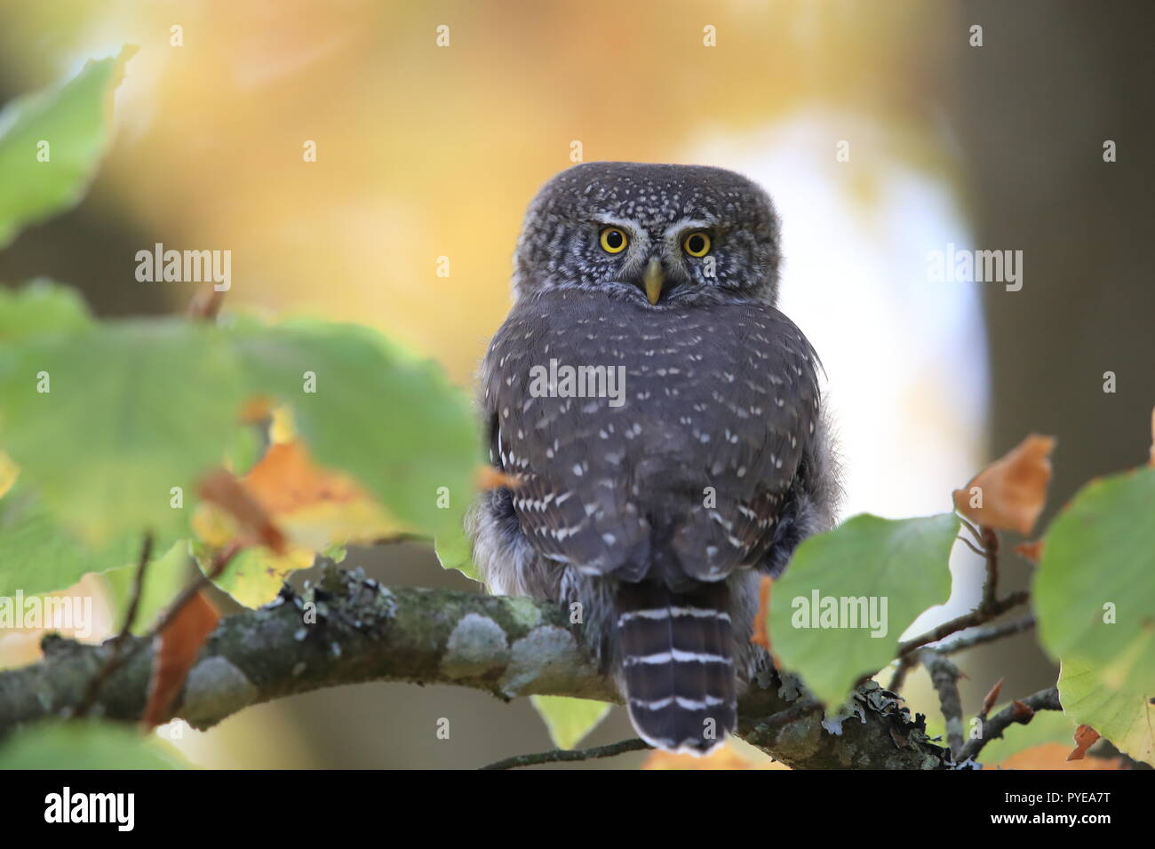 Northern pygmy owl hunt hi-res stock photography and images - Alamy