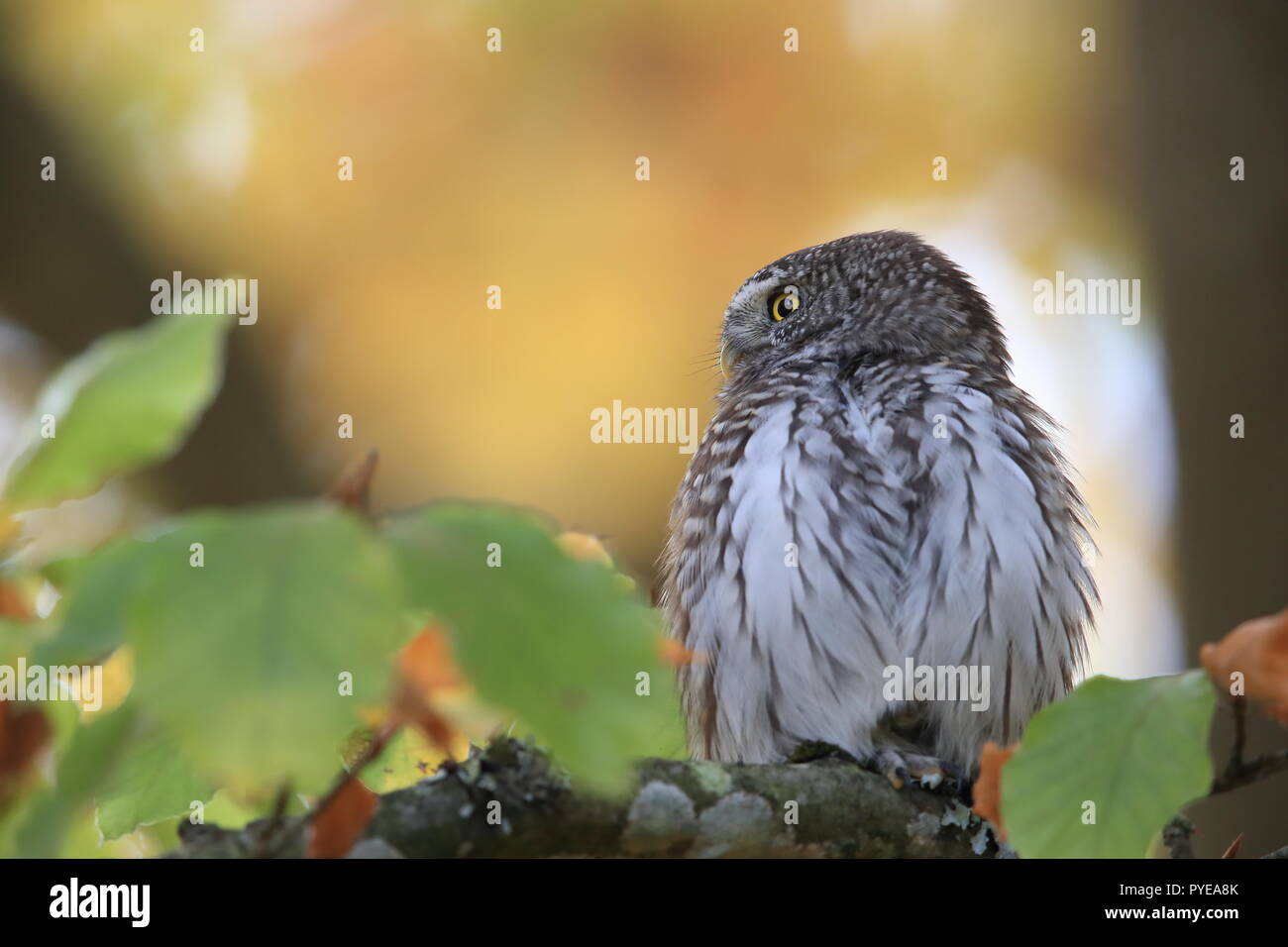 Northern pygmy owl hunt hi-res stock photography and images - Alamy