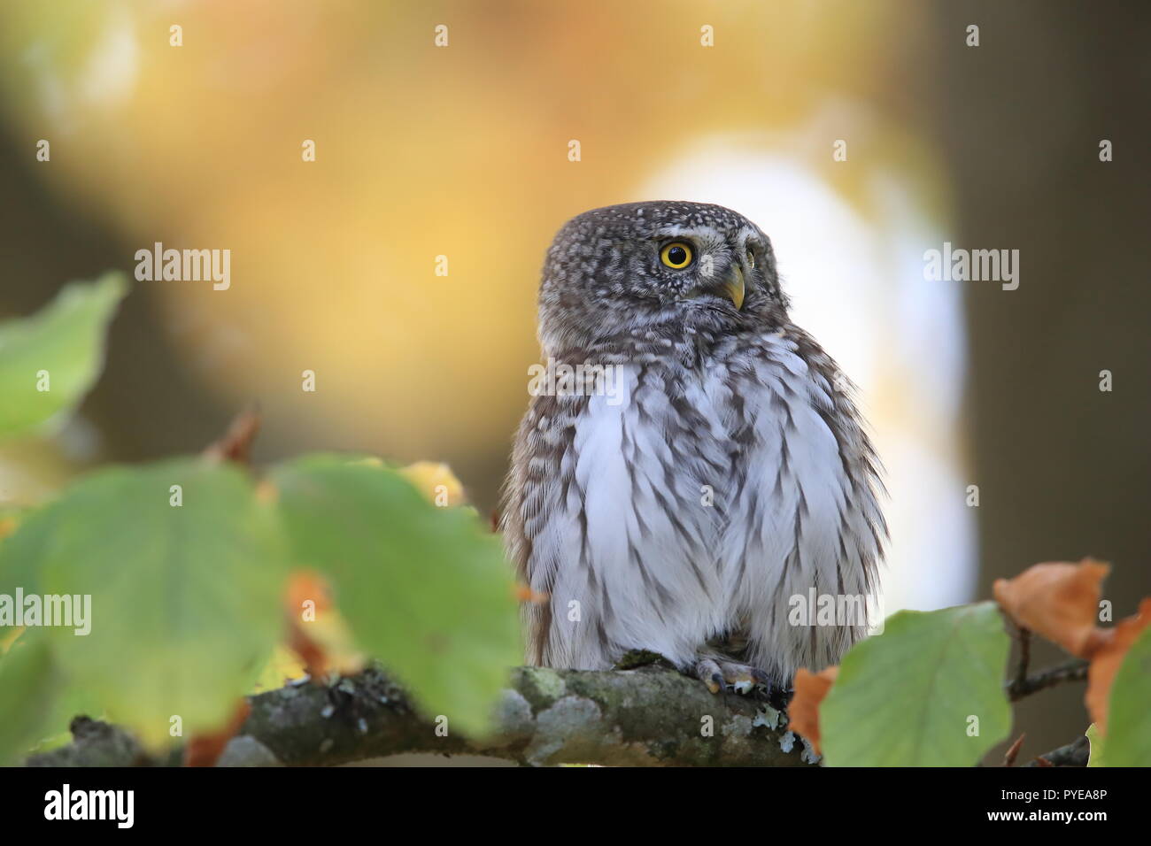 Eurasian pygmy owl-Swabian Jura,Swabian Alps,Baden-Württemberg, Germany ...