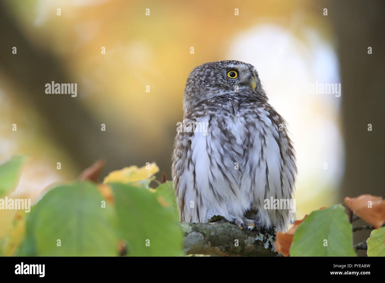 Eurasian pygmy owl-Swabian Jura,Swabian Alps,Baden-Württemberg, Germany ...