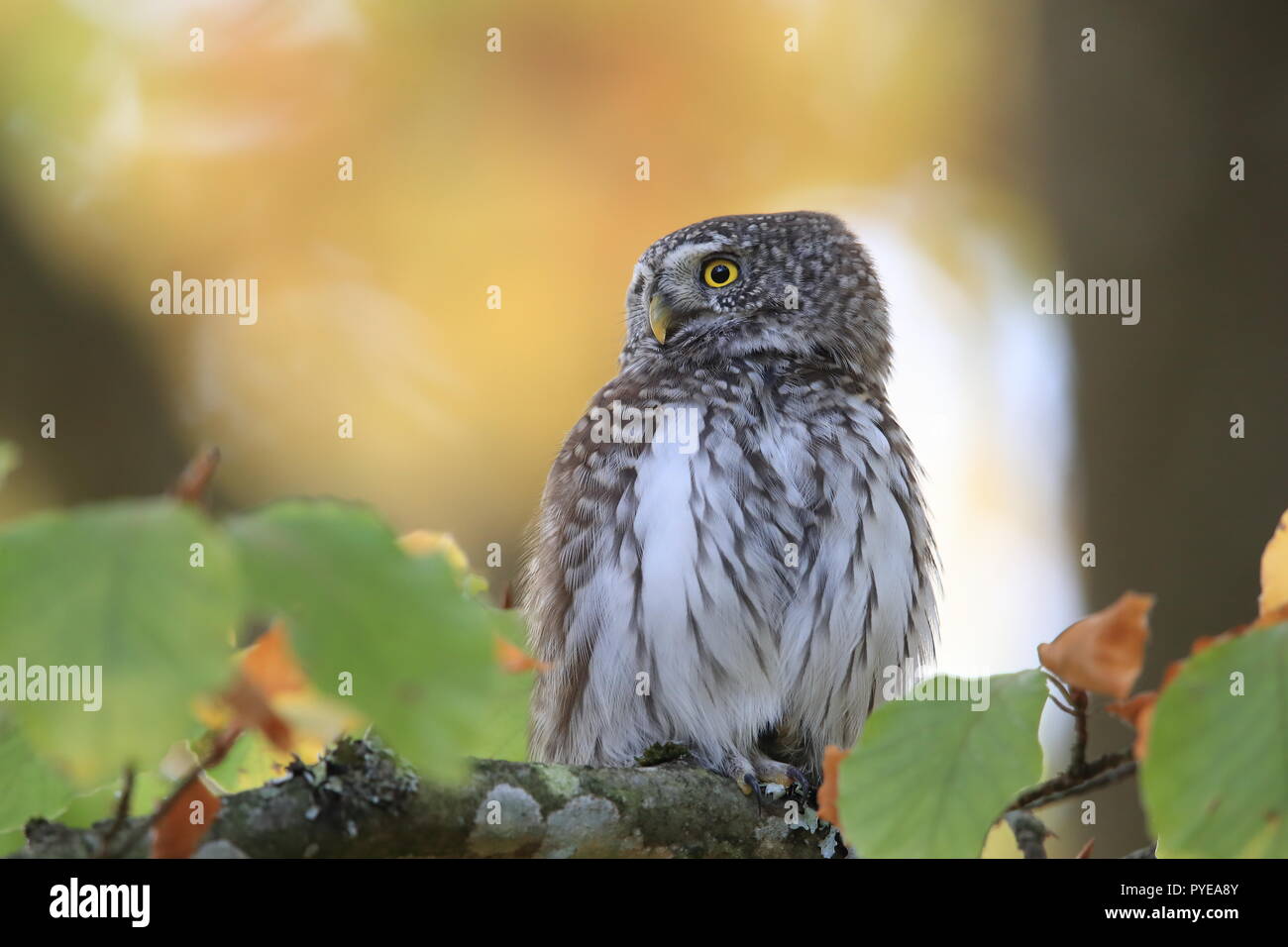 Eurasian pygmy owl-Swabian Jura,Swabian Alps,Baden-Württemberg, Germany ...