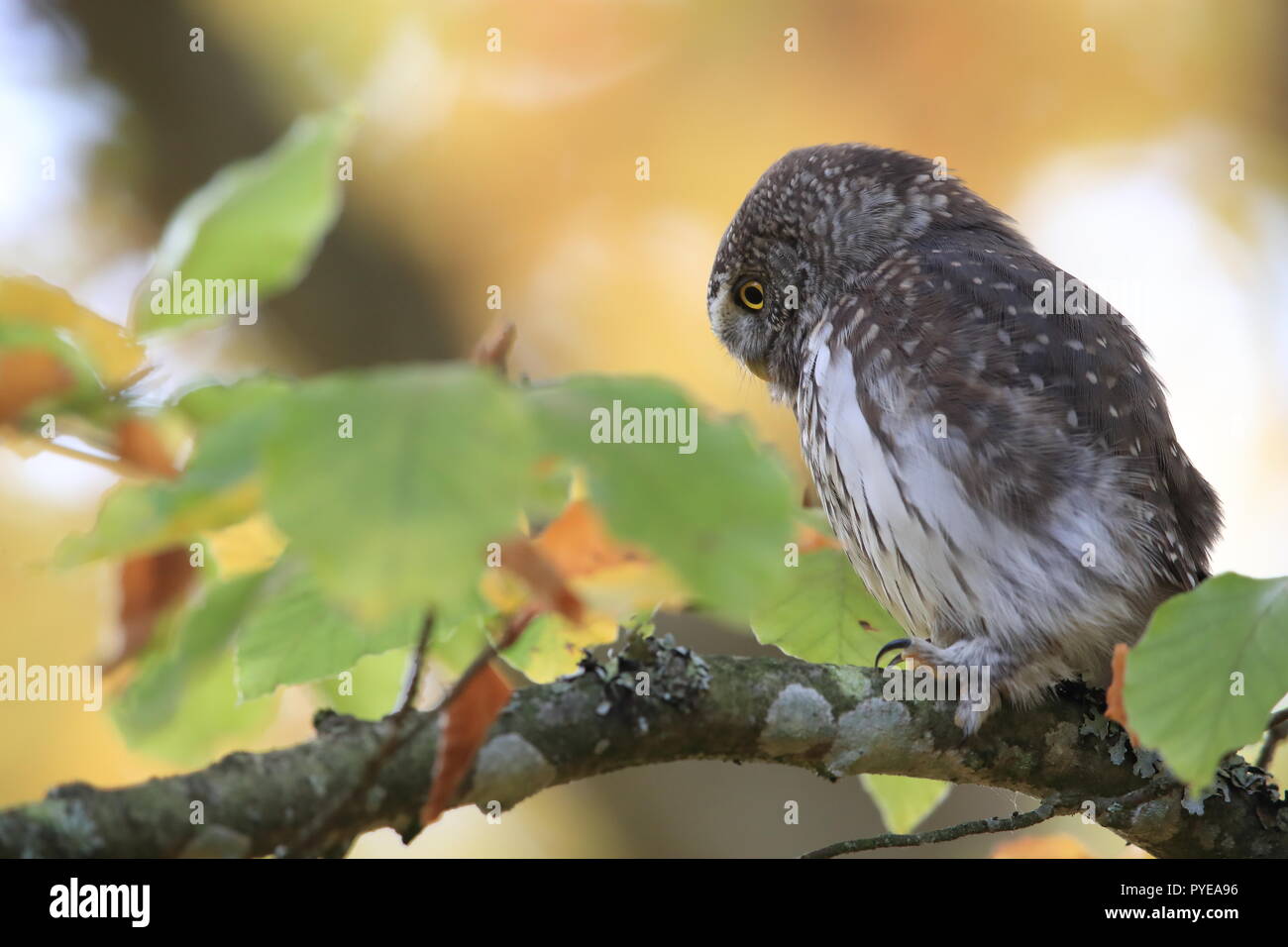 Eurasian pygmy owl-Swabian Jura,Swabian Alps,Baden-Württemberg, Germany ...